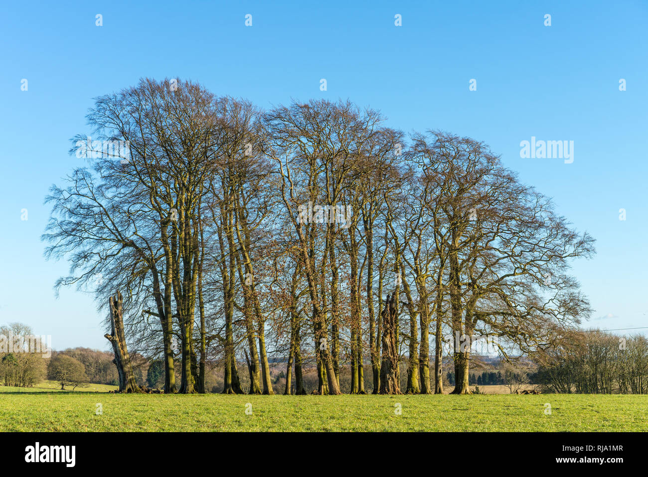 Copse - emsekflol.com