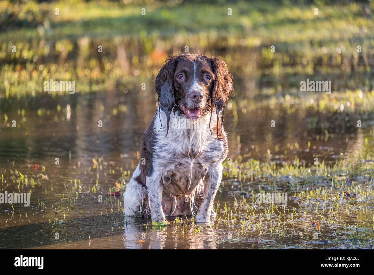 Adult laying in water hi-res stock photography and images - Alamy