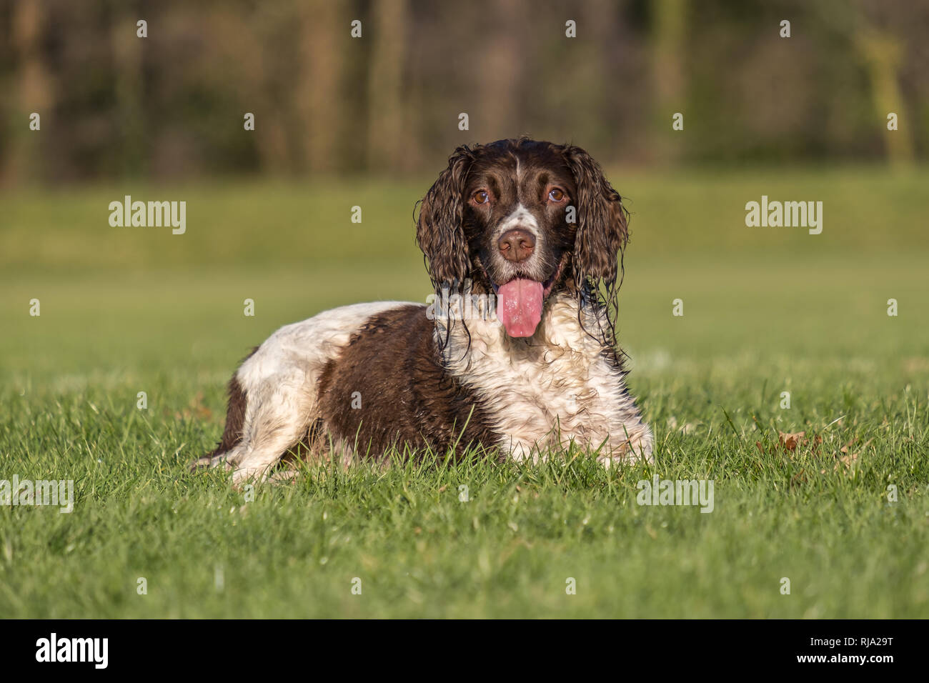 Dog laying down in grass hi-res stock photography and images - Alamy