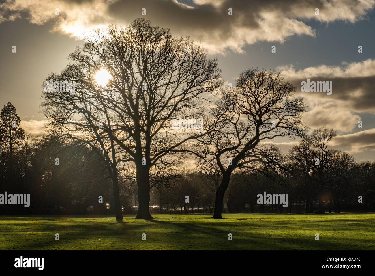 Sunset in the park with trees as silhouettes Stock Photo - Alamy