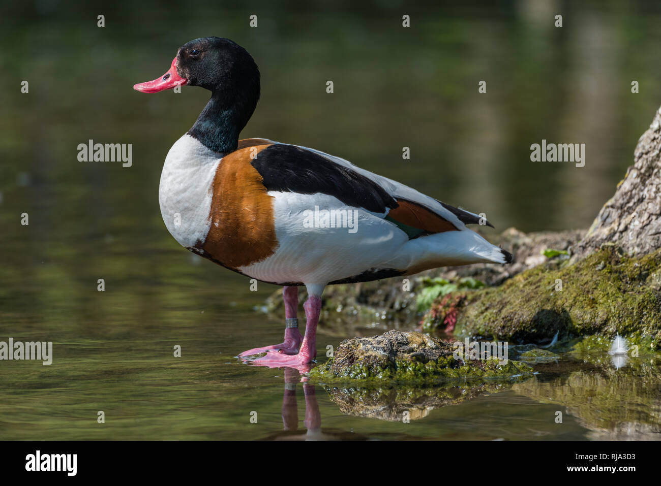 Waterfowl species hi-res stock photography and images - Alamy