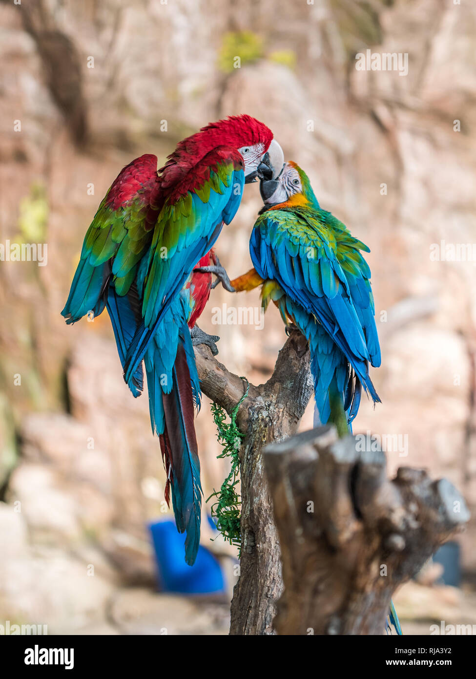 Two beautiful macaws touching and playing with their strong beaks ...