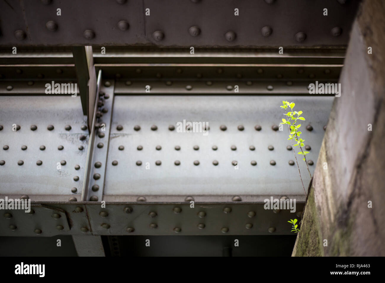 Small plant on bridge pier hi-res stock photography and images - Alamy