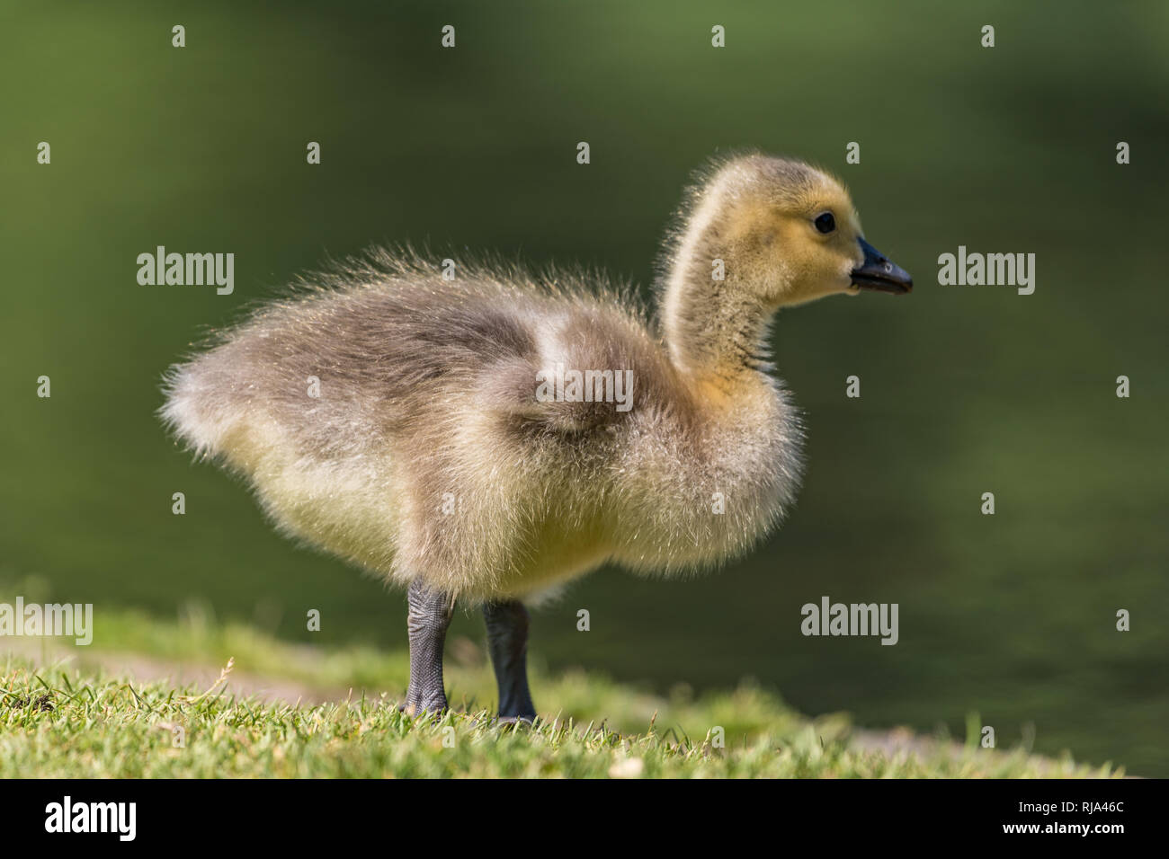 Green grass is blurred hi-res stock photography and images - Alamy
