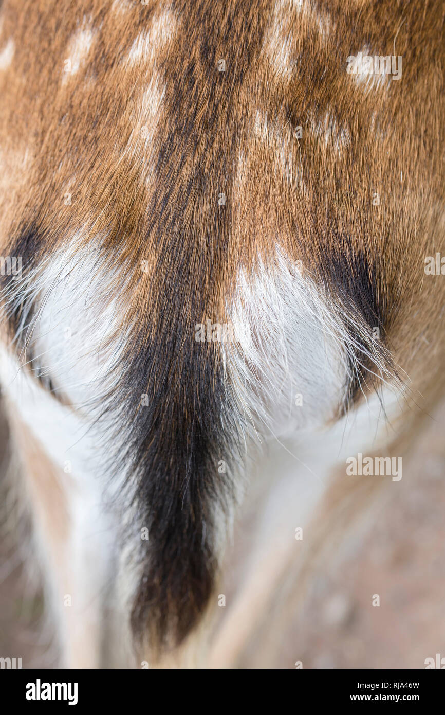 Rear extension hi-res stock photography and images - Alamy