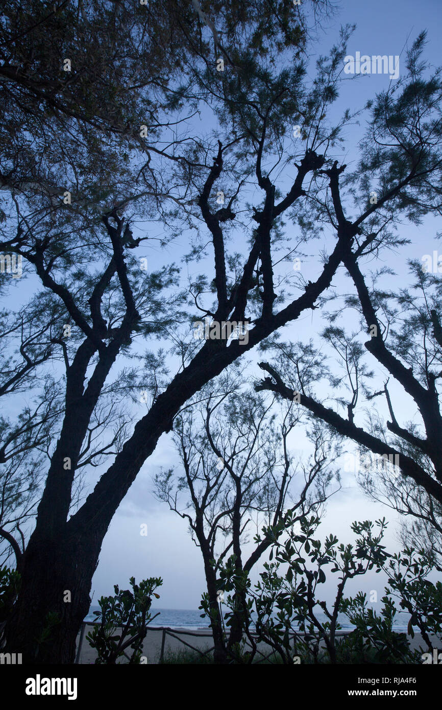View through trees to the evening sky Stock Photo - Alamy