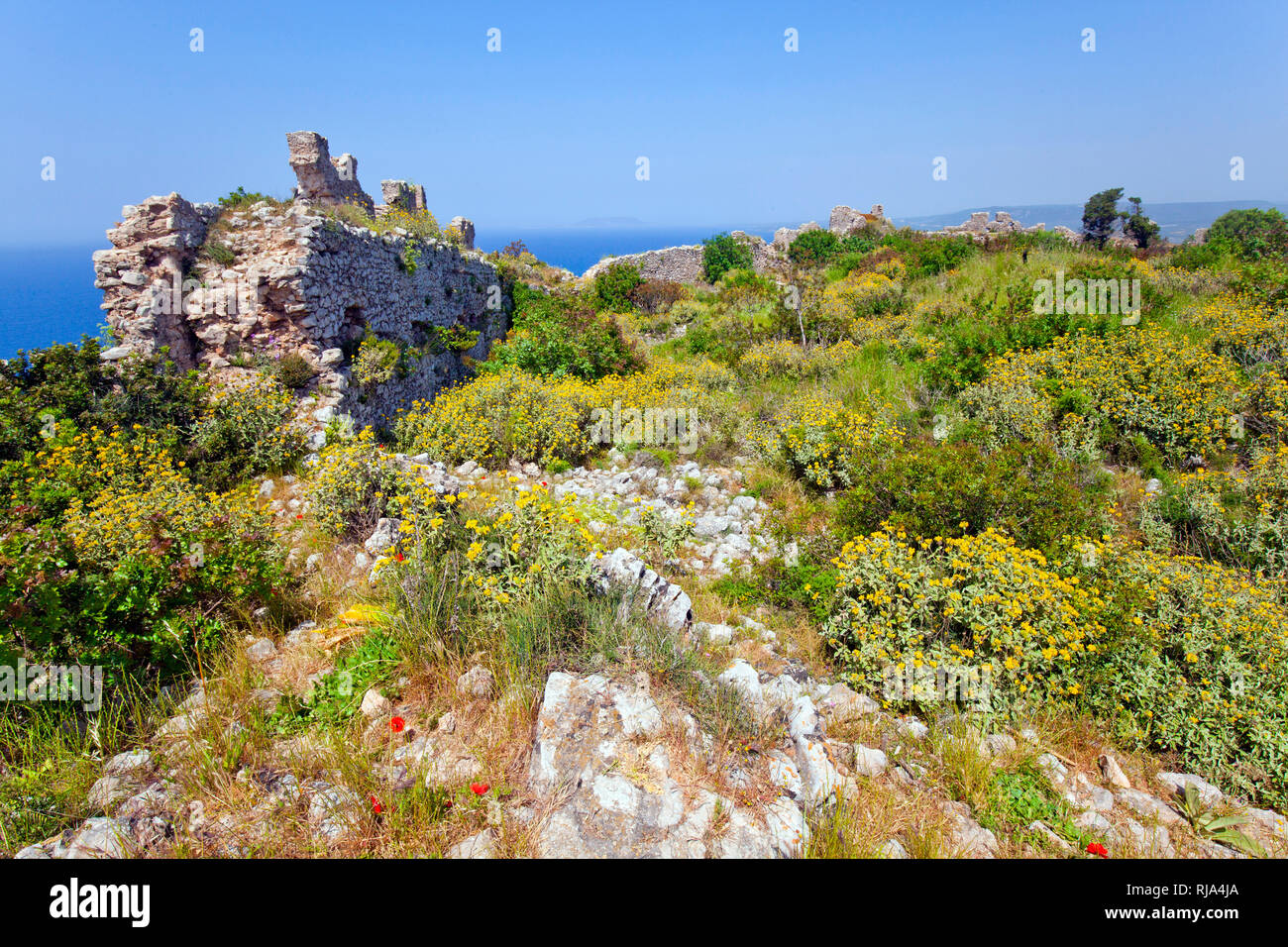 Flowering shrubs and shrubs proliferate in the Paleo KÃ¡stro ruin in ...