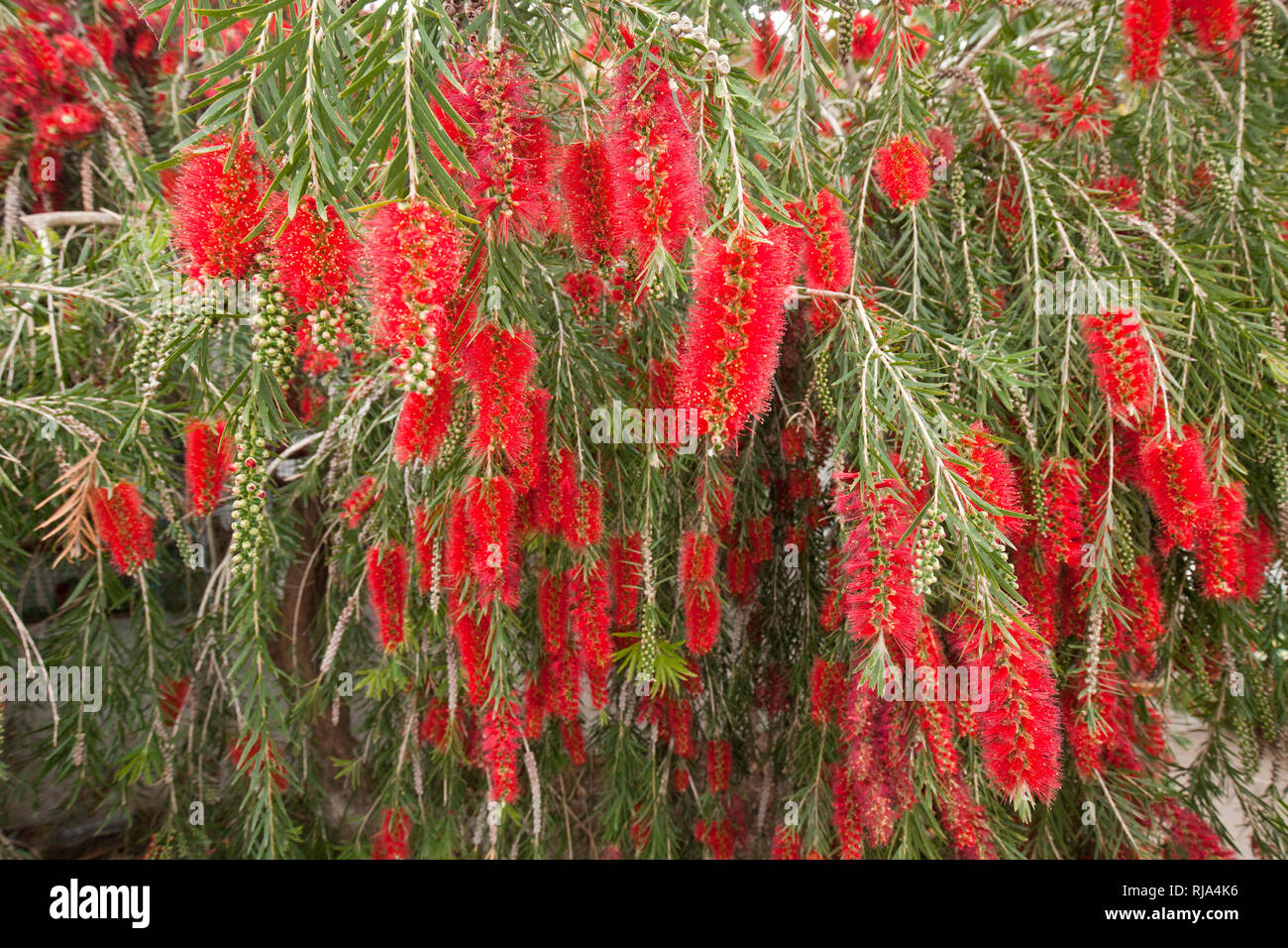 Callistemon Citrinus Tree