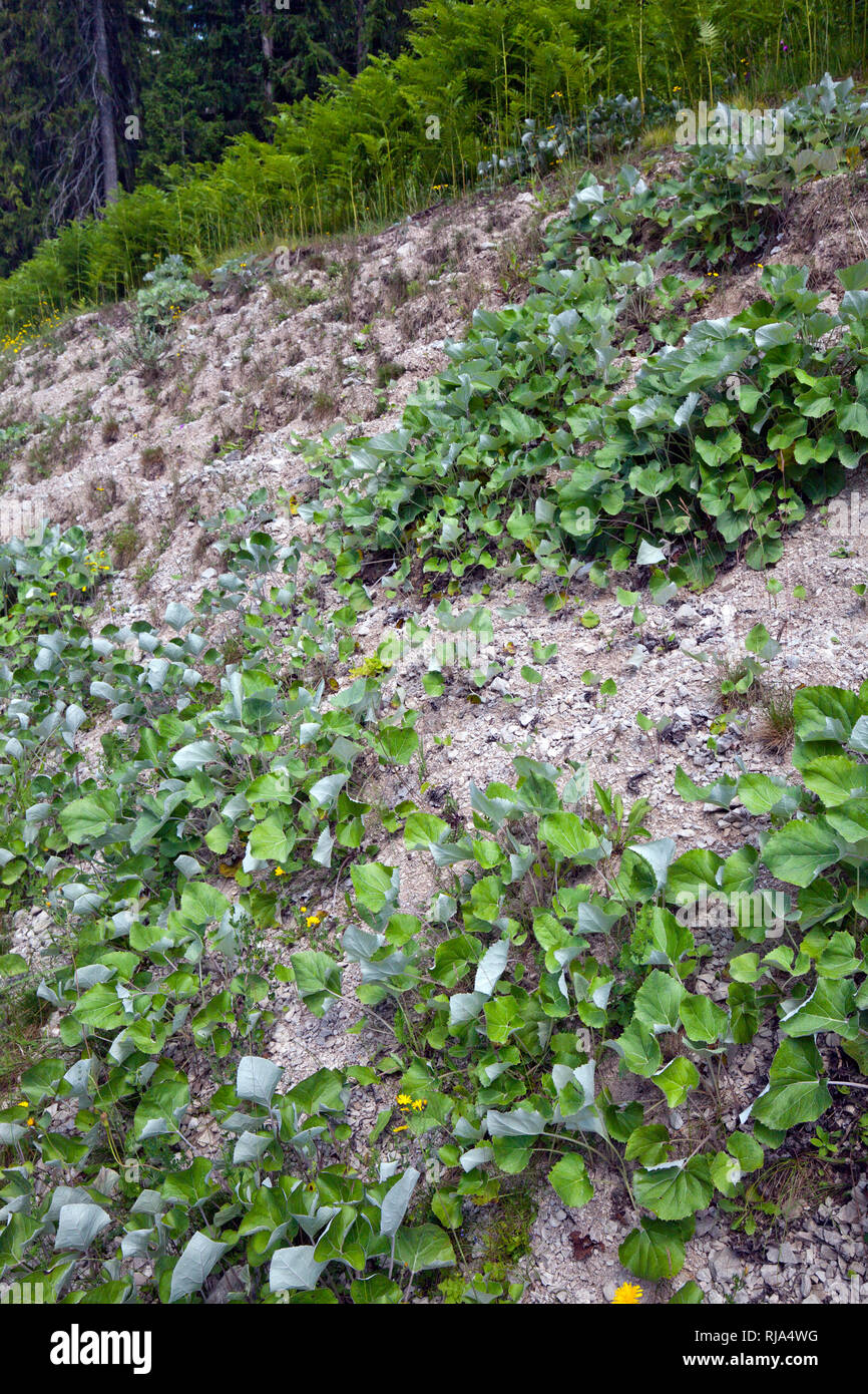 Coltsfoot leaves cover a rubble slope at the edge of the forest Stock ...