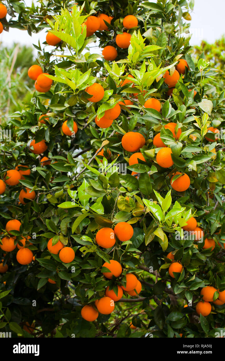 Greece fruits hi-res stock photography and images - Alamy