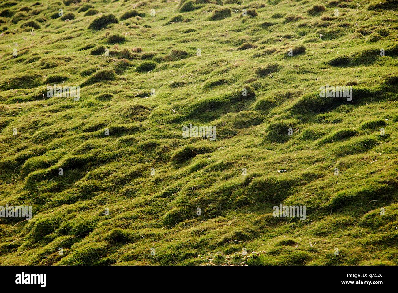 Bed of green grass over rough surface of earth Stock Photo - Alamy