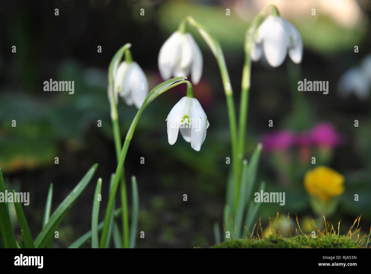 February sunshine hi-res stock photography and images - Alamy