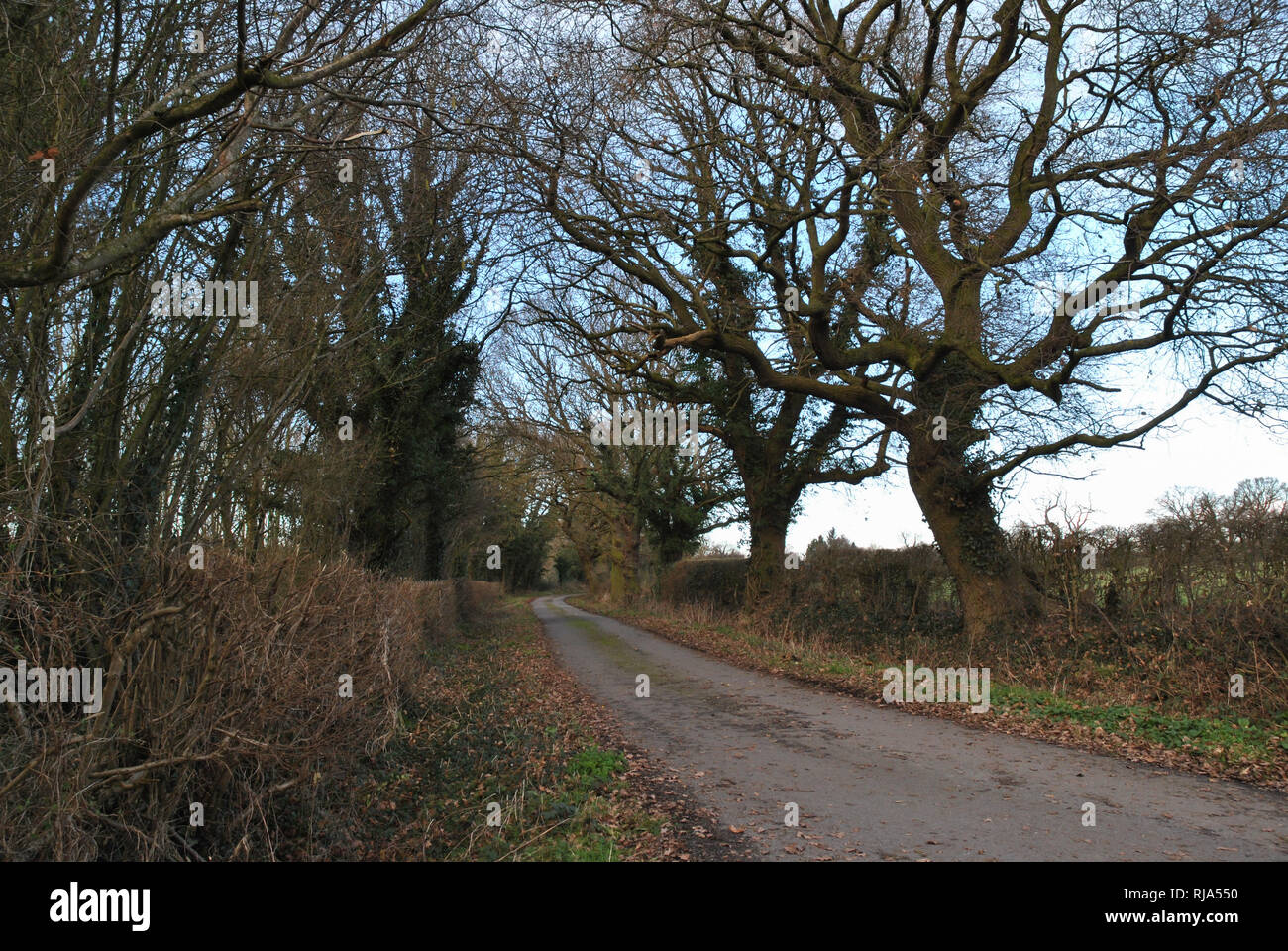 An old country lane with ancient oak trees alongside Stock Photo - Alamy