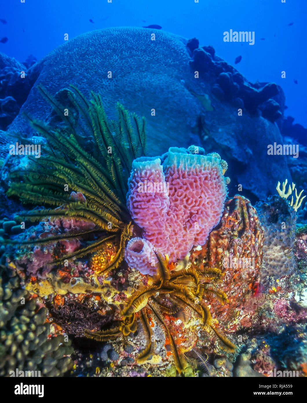 Callyspongia plicifera, the azure vase sponge, species of demosponges ...