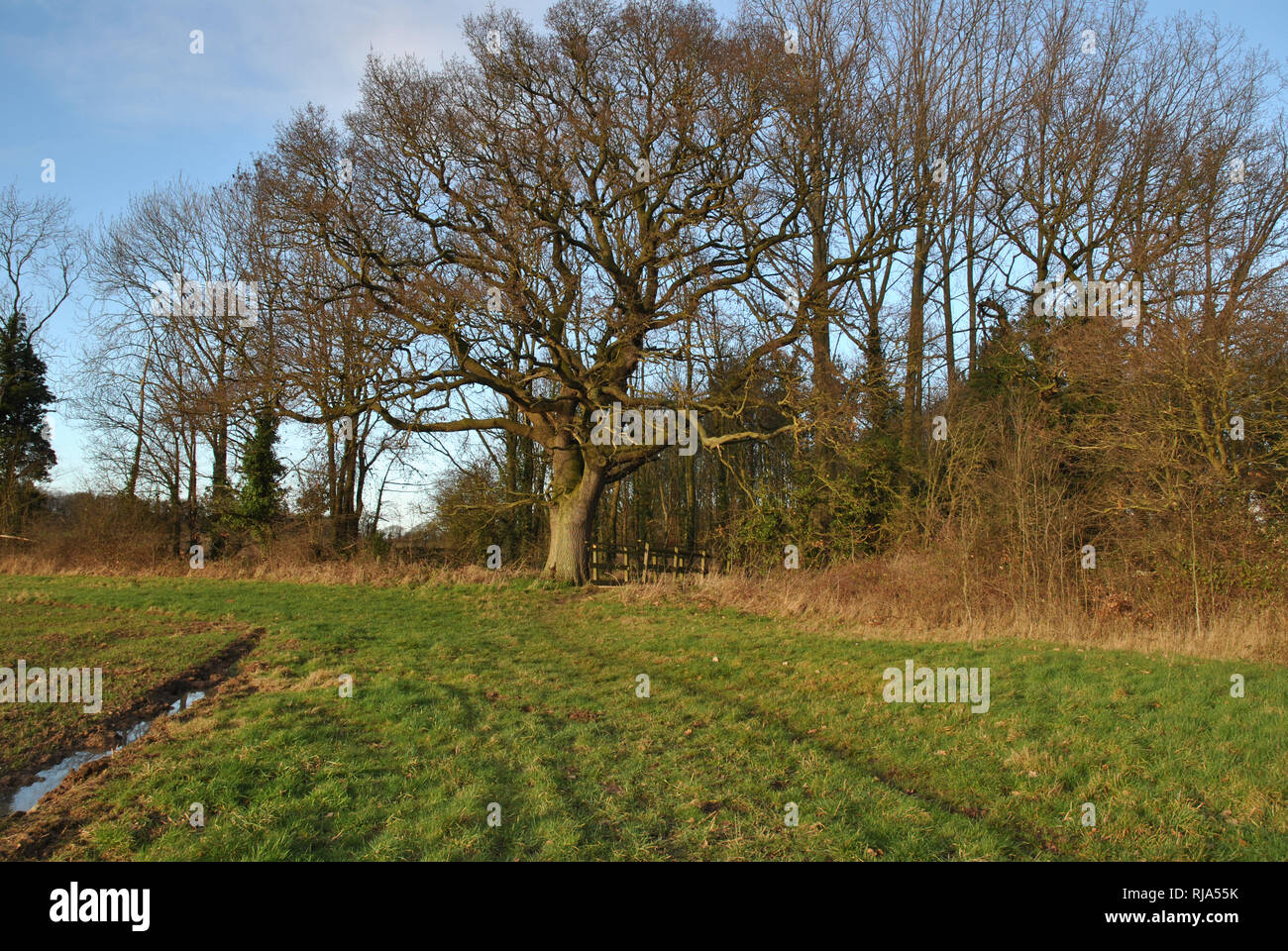An old Oak tree on The Shropshire Way walking trail basked in the ...