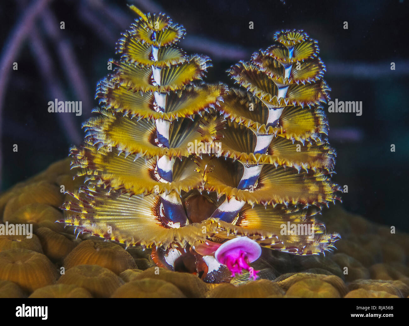 Spirobranchus giganteus,Christmas tree worms Stock Photo - Alamy
