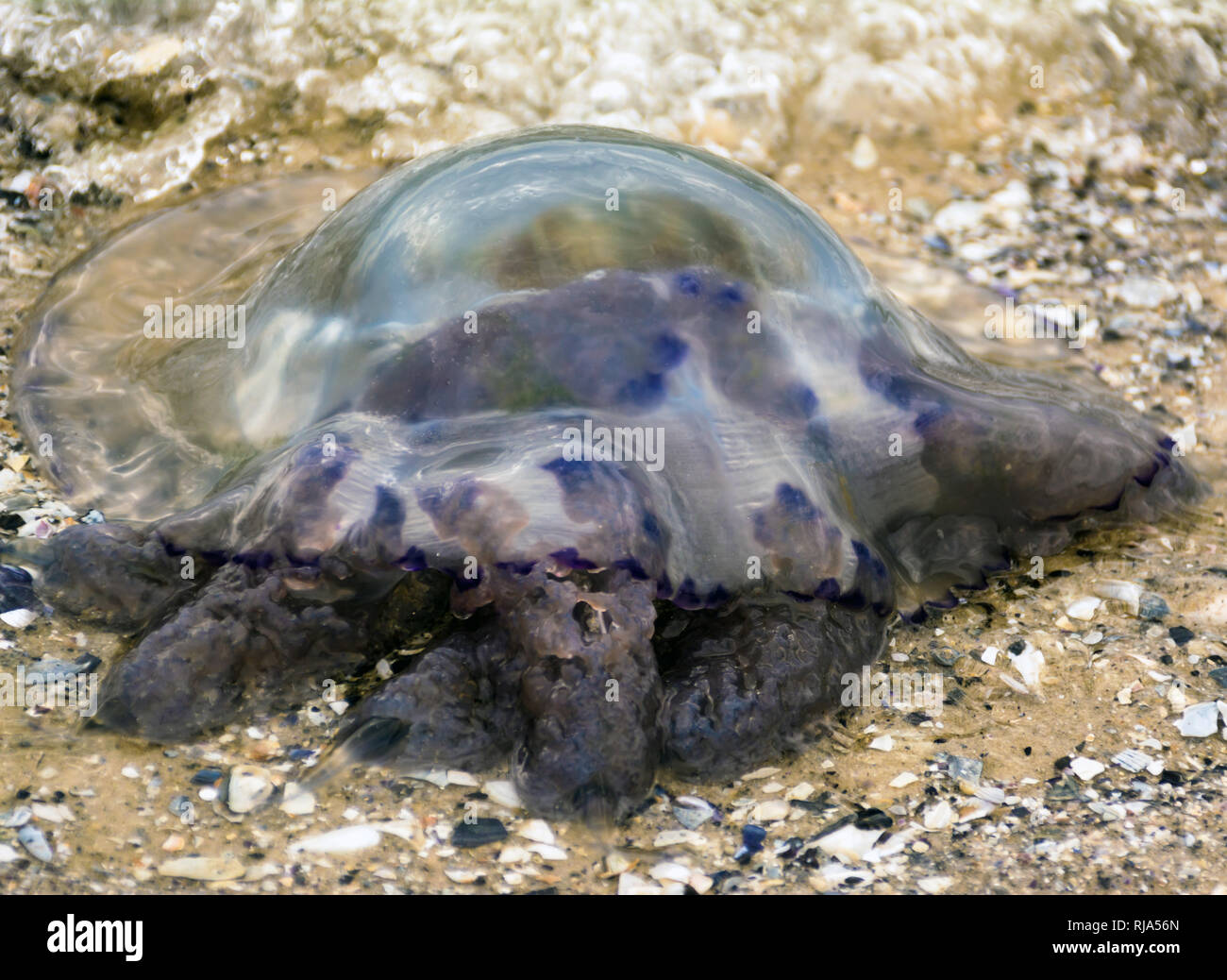 Jellyfish sea poison hi-res stock photography and images - Alamy