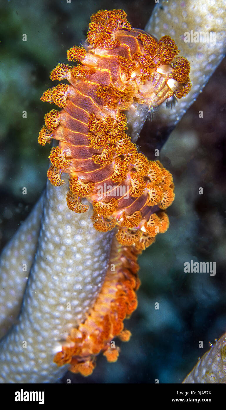 bearded fireworm,Hermodice carunculata is a type of marine bristleworm ...