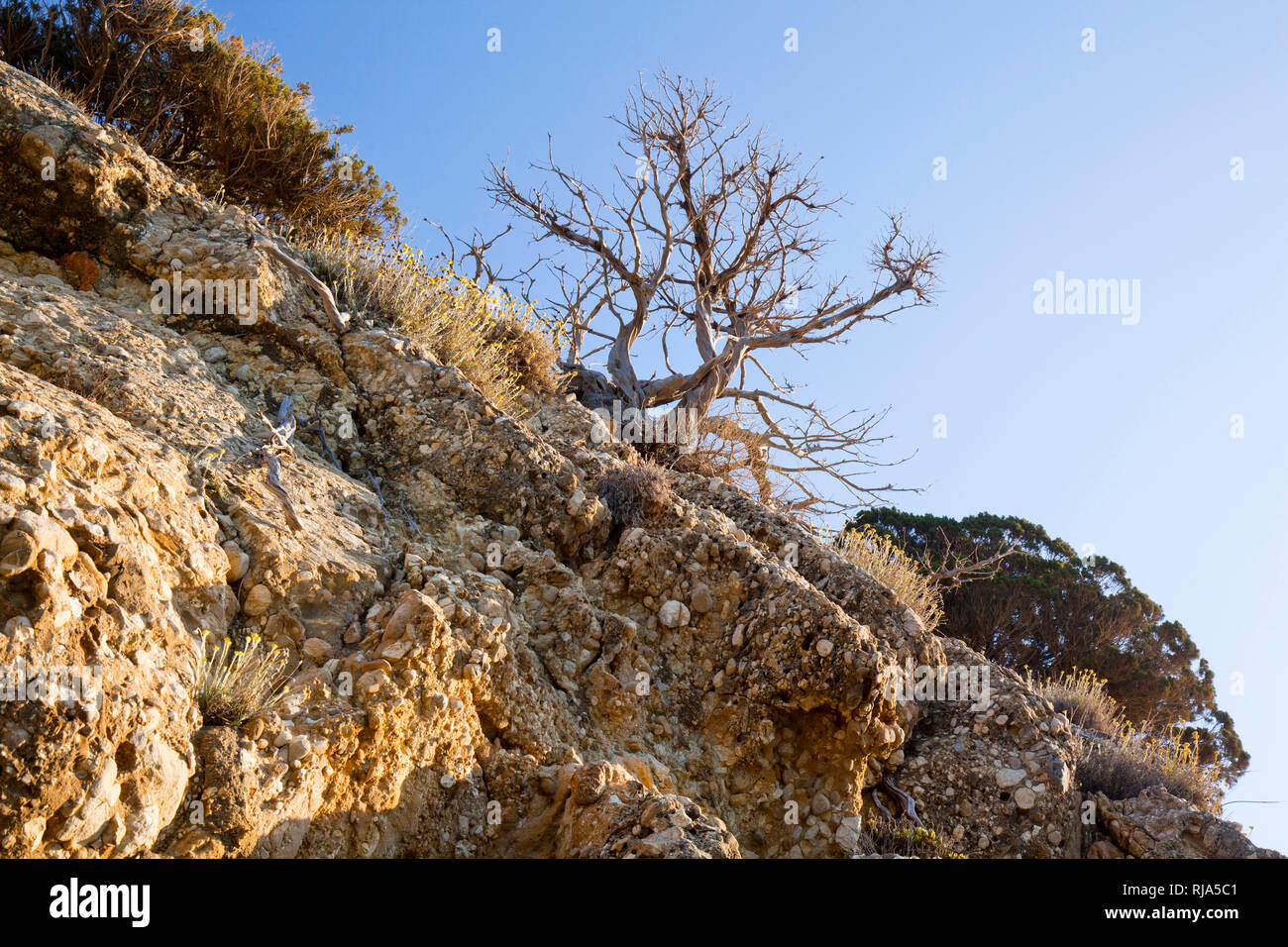 Tree skeleton hi-res stock photography and images - Alamy