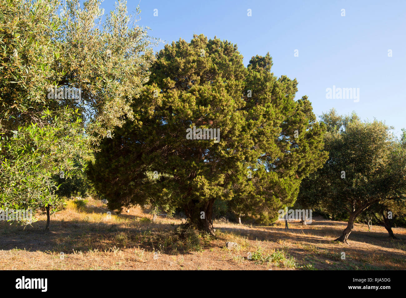 Syrian juniper between olive trees in Greece Stock Photo - Alamy