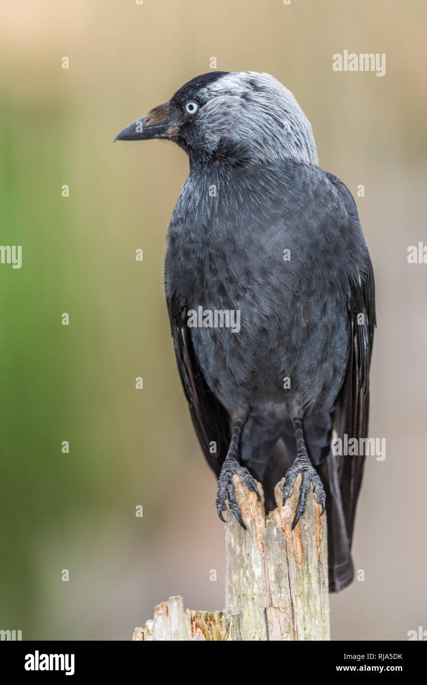 Crows on a trunk hi-res stock photography and images - Alamy