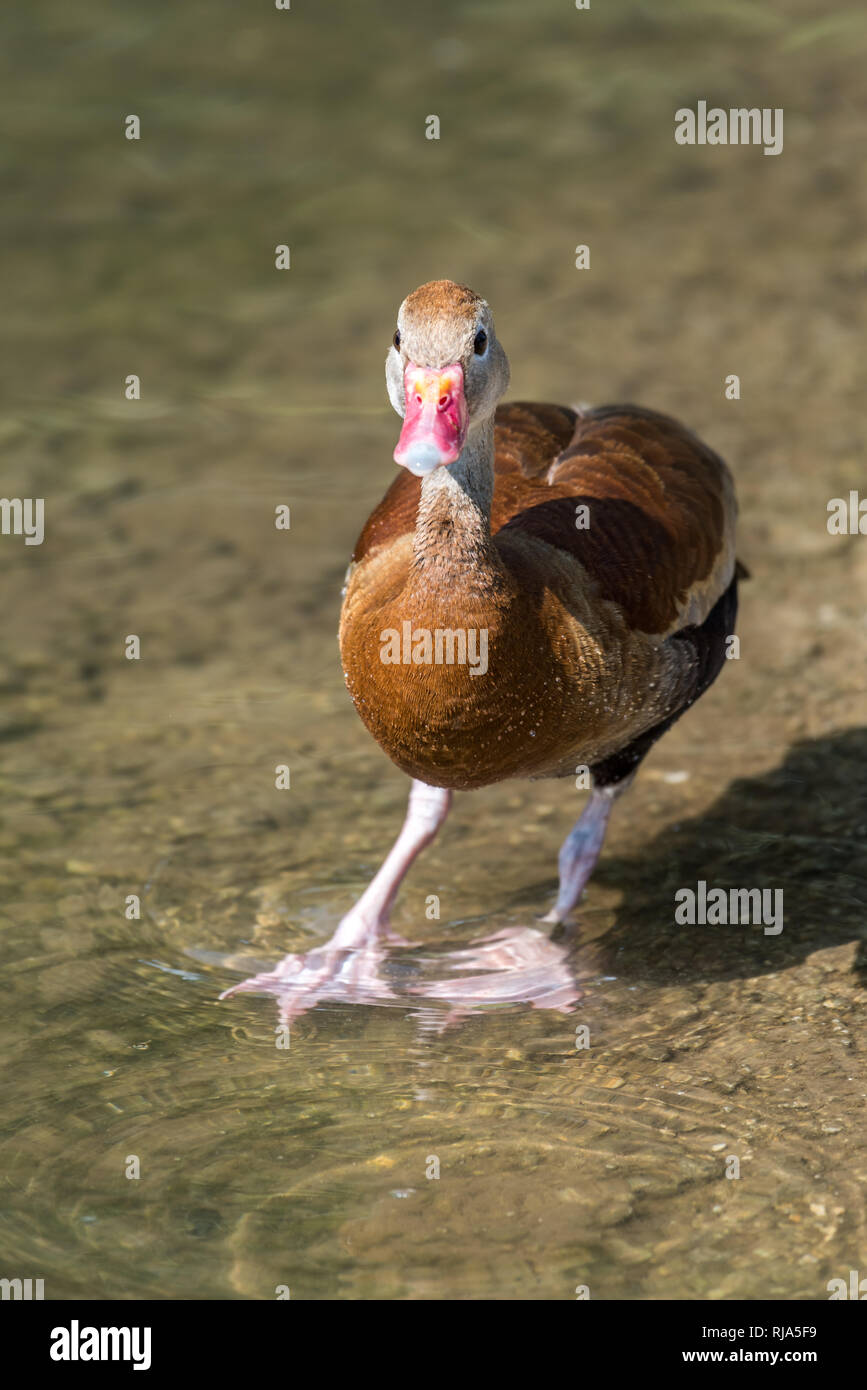 White duck red face hi-res stock photography and images - Alamy