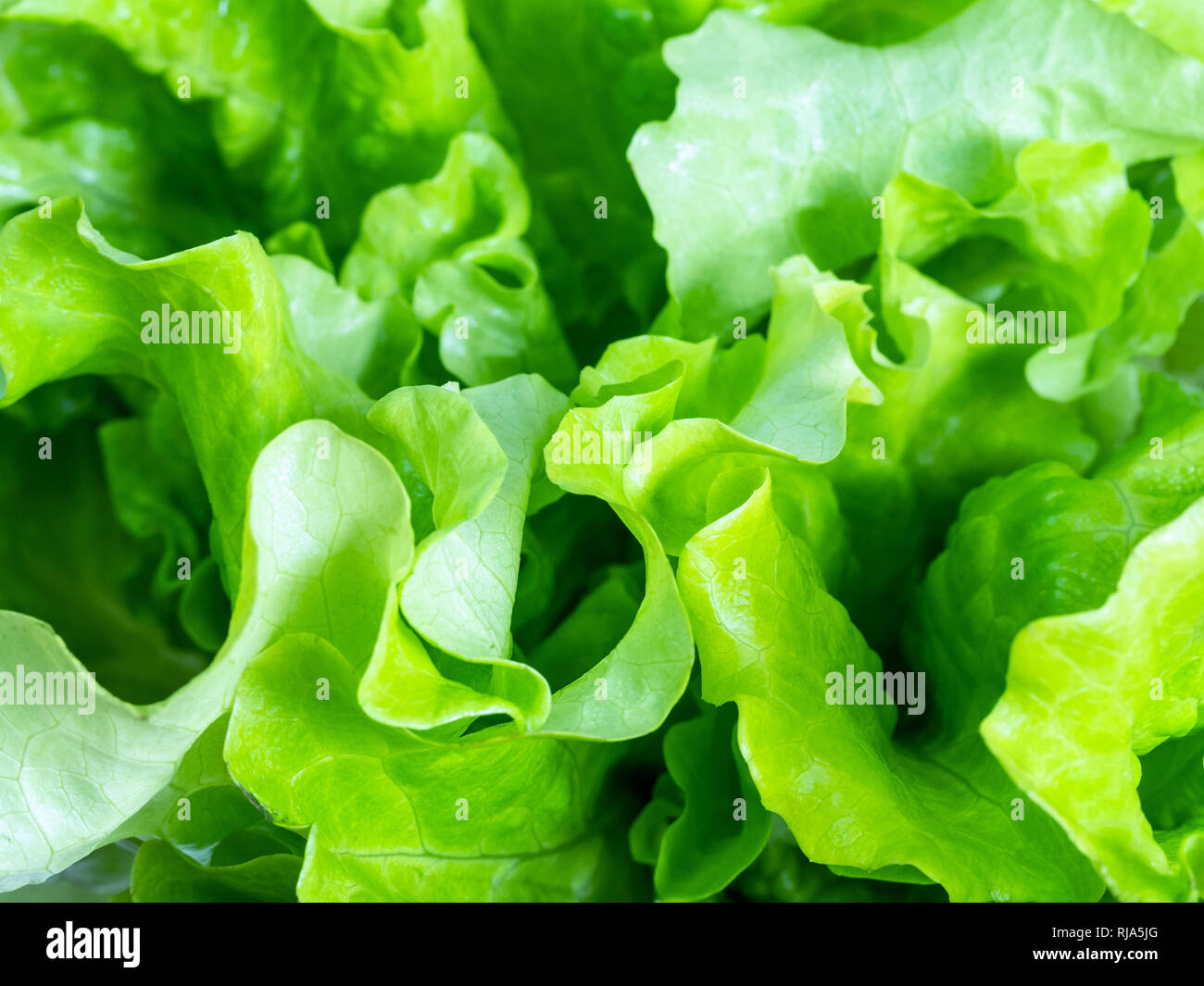 vegetarian background - fresh green lettuce leaves close up Stock Photo ...