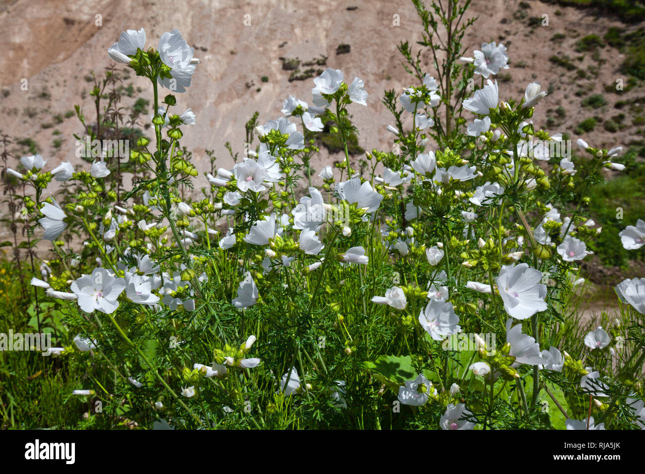 Poppy mallow flower hi-res stock photography and images - Alamy