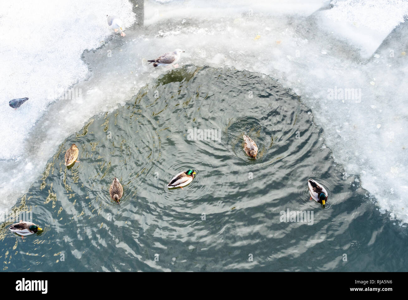 top view of ducks in glade in frozen vodootvodniy canal on Moskva river ...