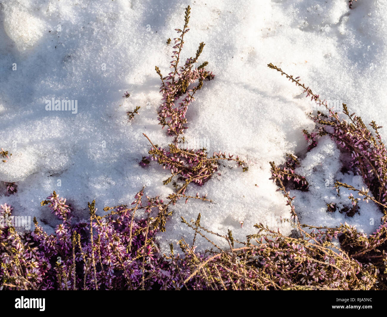 Lavender Winter Stock Photos & Lavender Winter Stock Images - Alamy