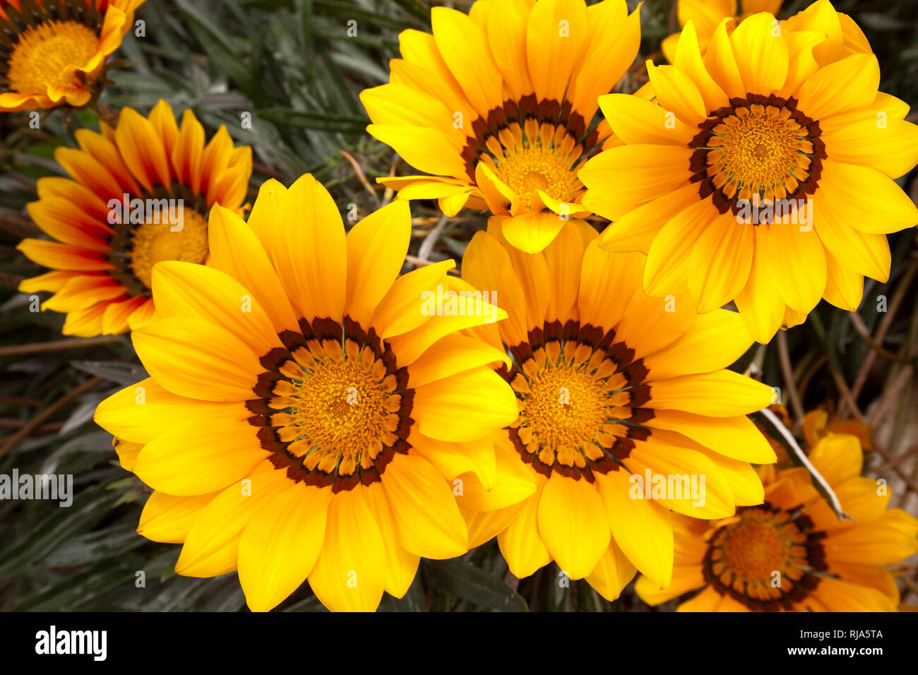 yellow flowers are blooming in Greece Stock Photo - Alamy