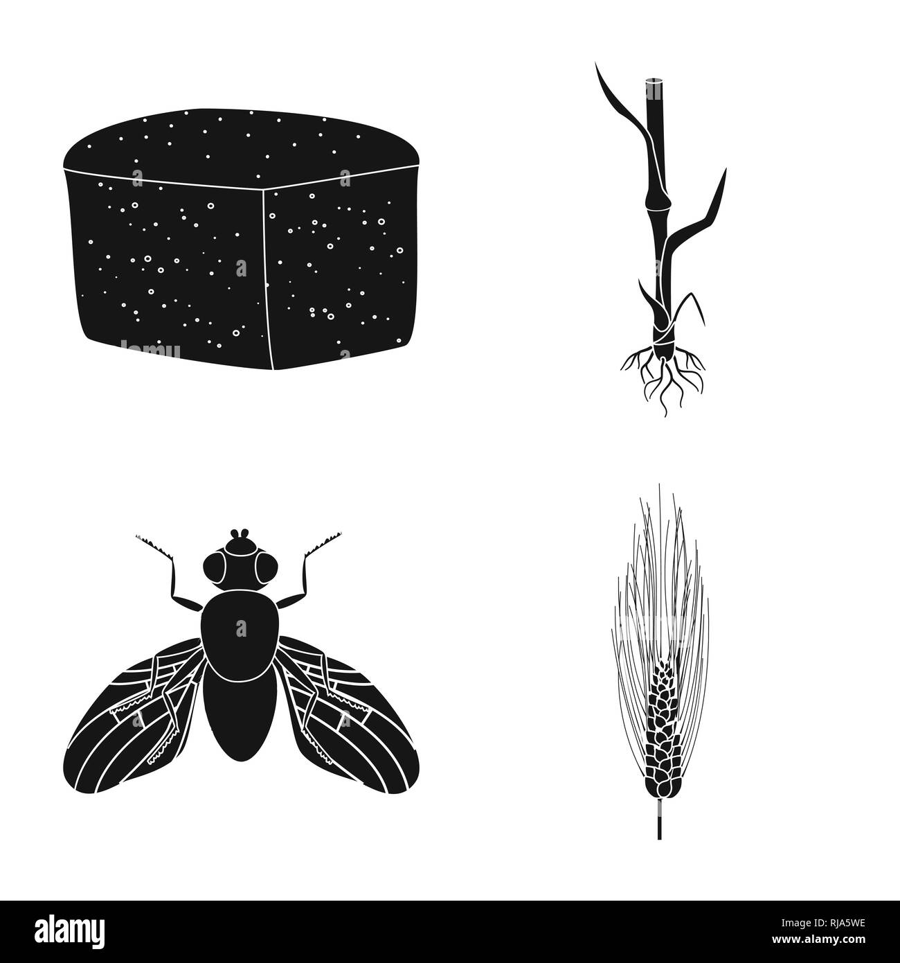bread,stem,fly,barley,root,insect,brown,pest,winter,food,soil,control ...