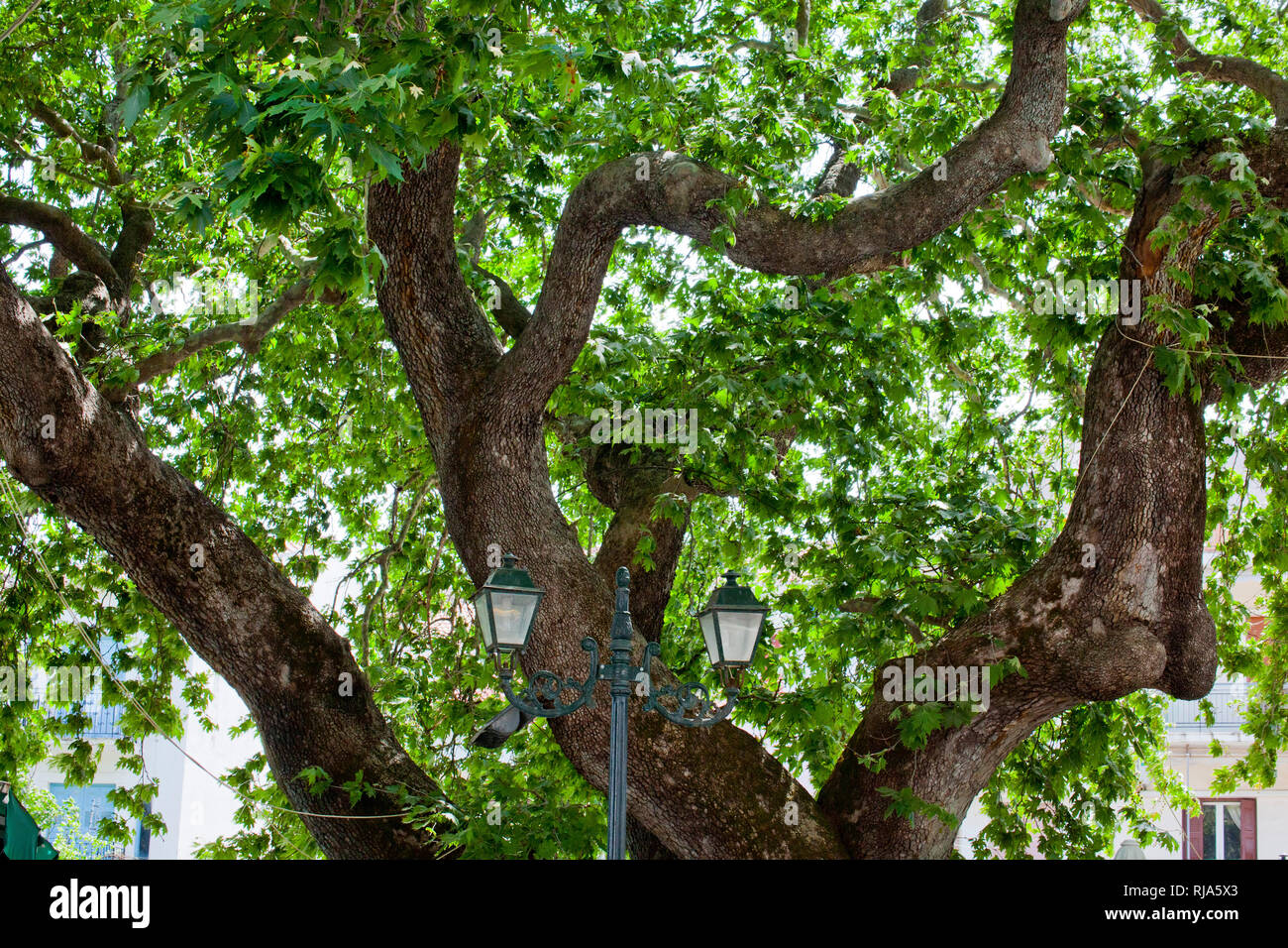 Mighty plane tree with bent branches in Greece Stock Photo - Alamy