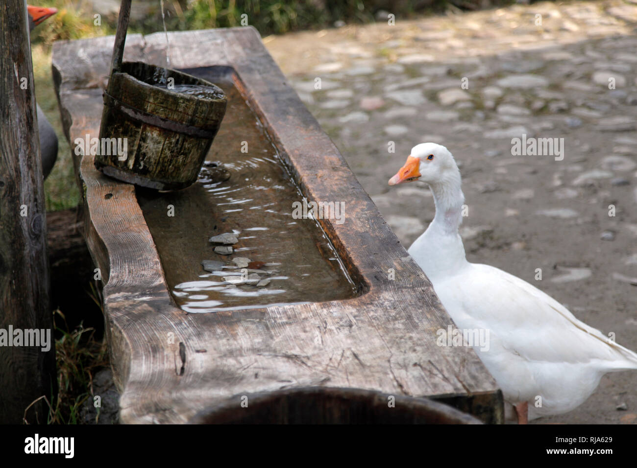 White domestic goose at the wooden fountain trough Stock Photo - Alamy