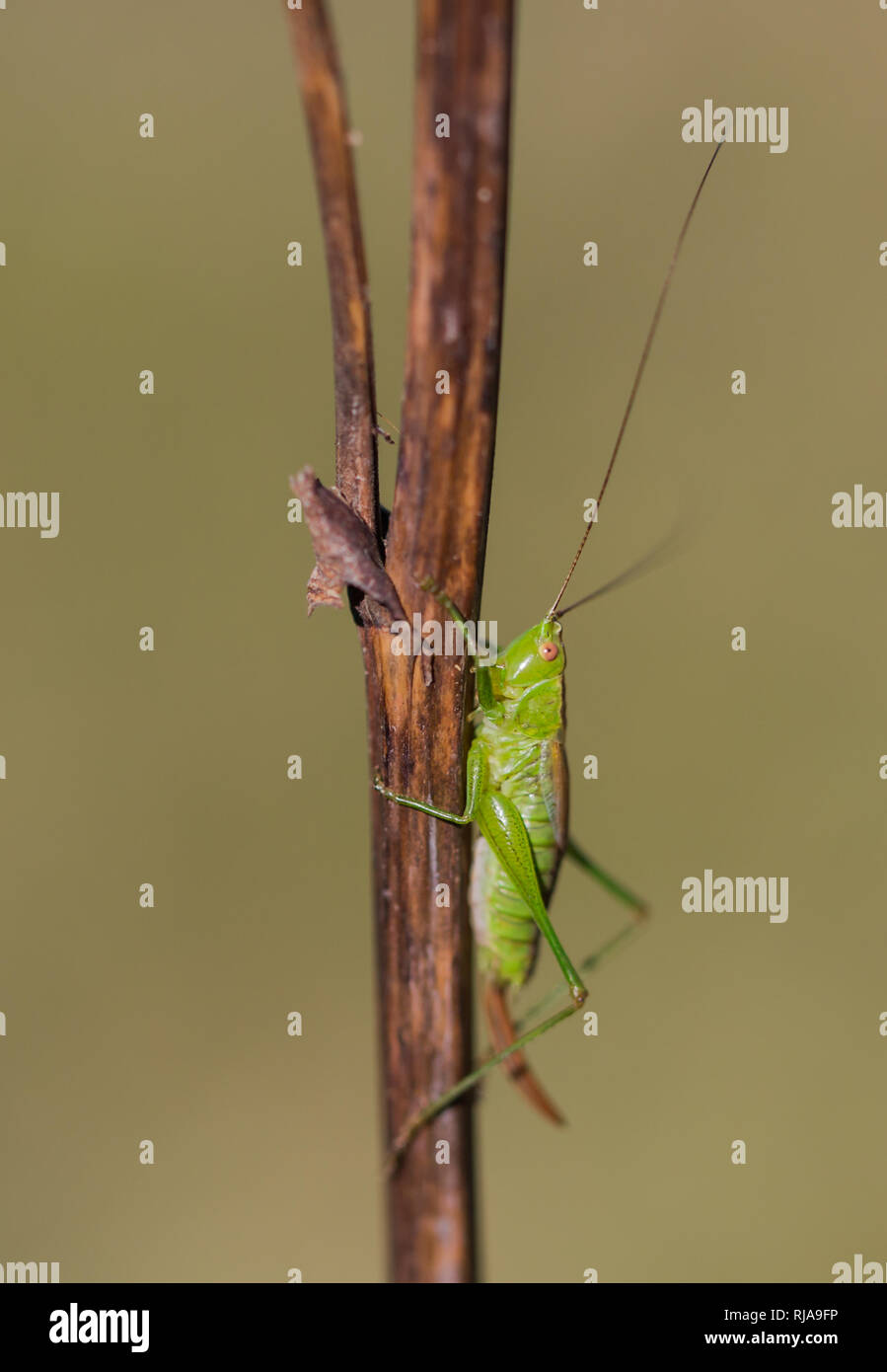 Long winged conehead cricket hi-res stock photography and images - Alamy