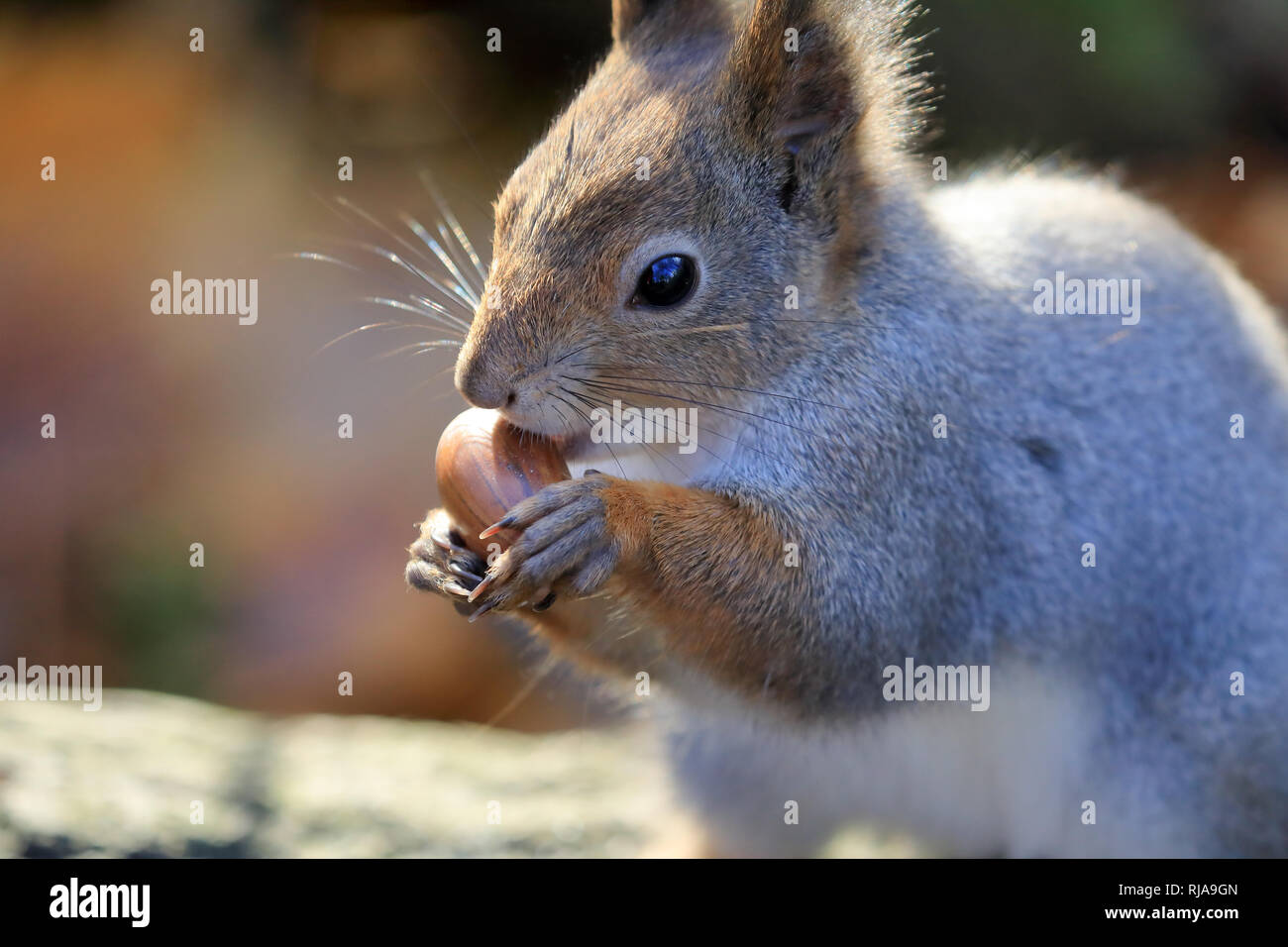 European red squirrels hi-res stock photography and images - Alamy
