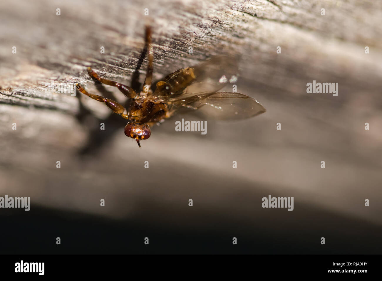 Deer fly hi-res stock photography and images - Alamy