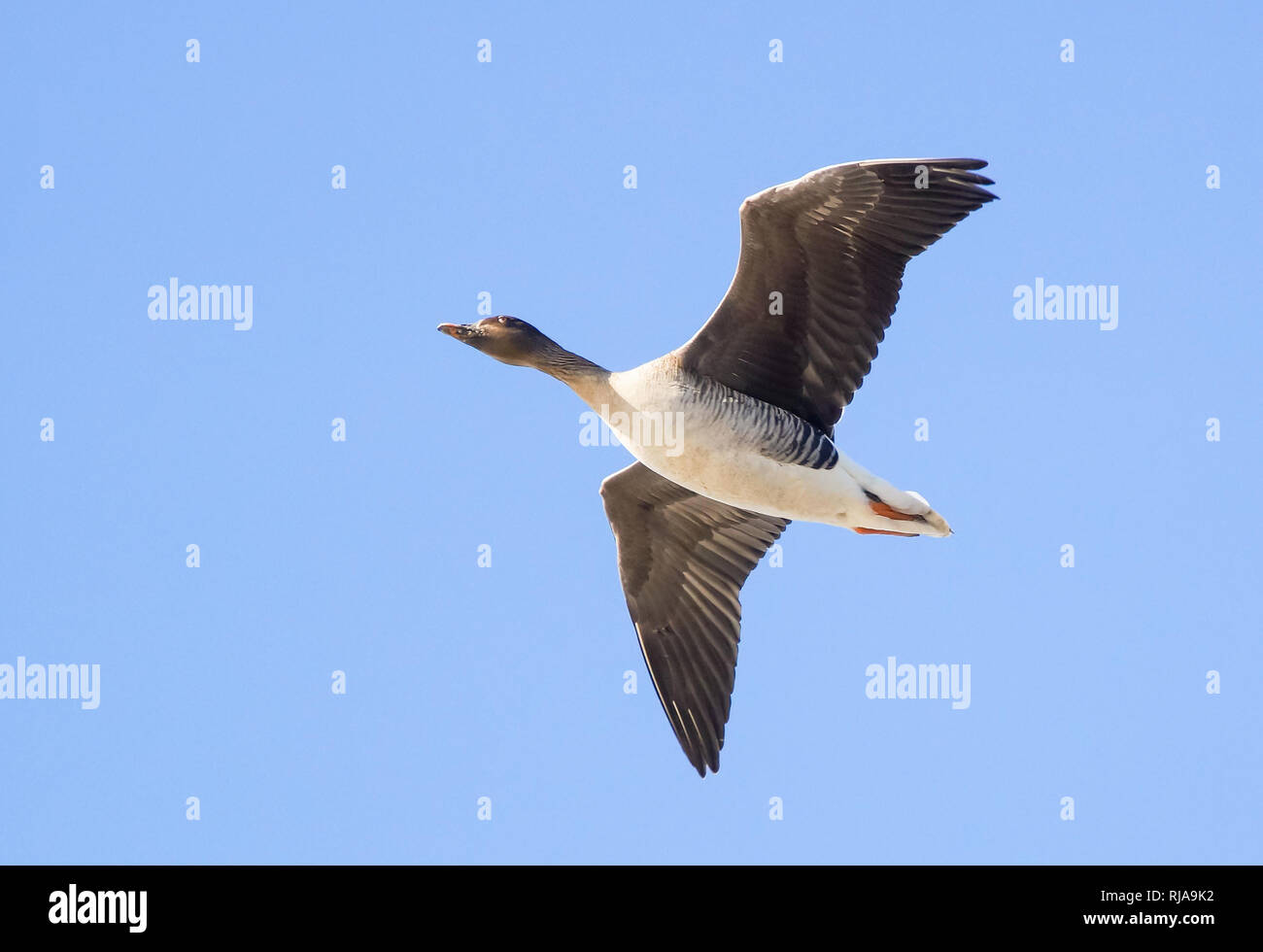Day old goose hi-res stock photography and images - Alamy
