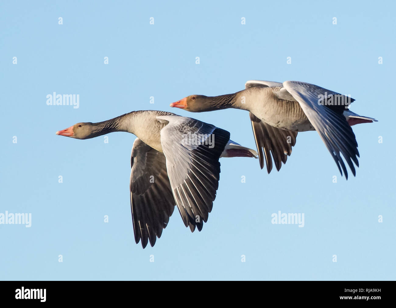 Day old goose hi-res stock photography and images - Alamy