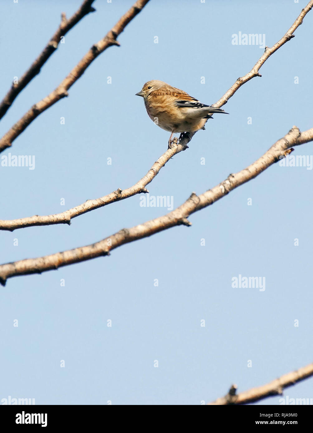 Common linnet male female hi-res stock photography and images - Alamy