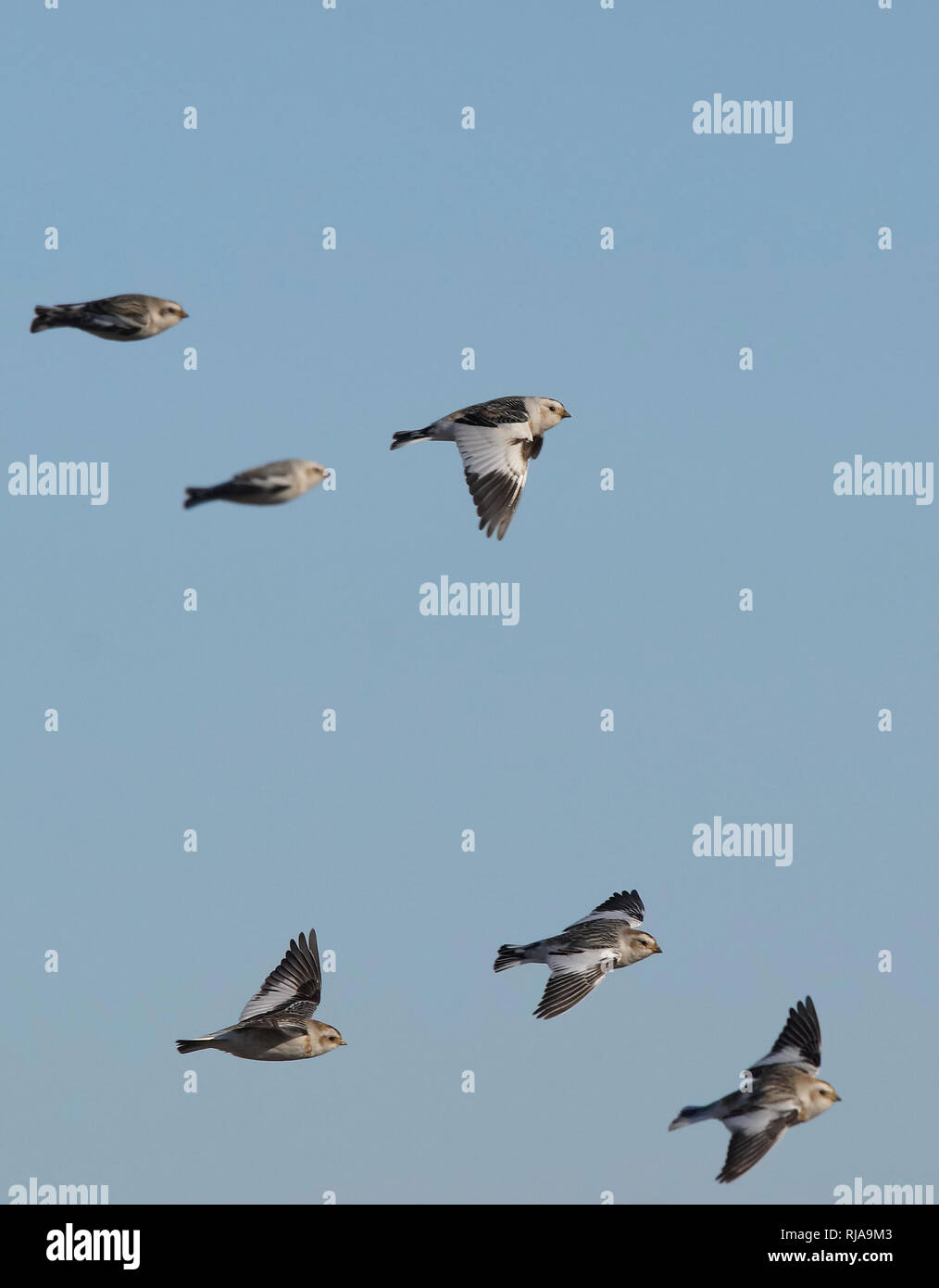 snow bunting is early migration bird Stock Photo - Alamy
