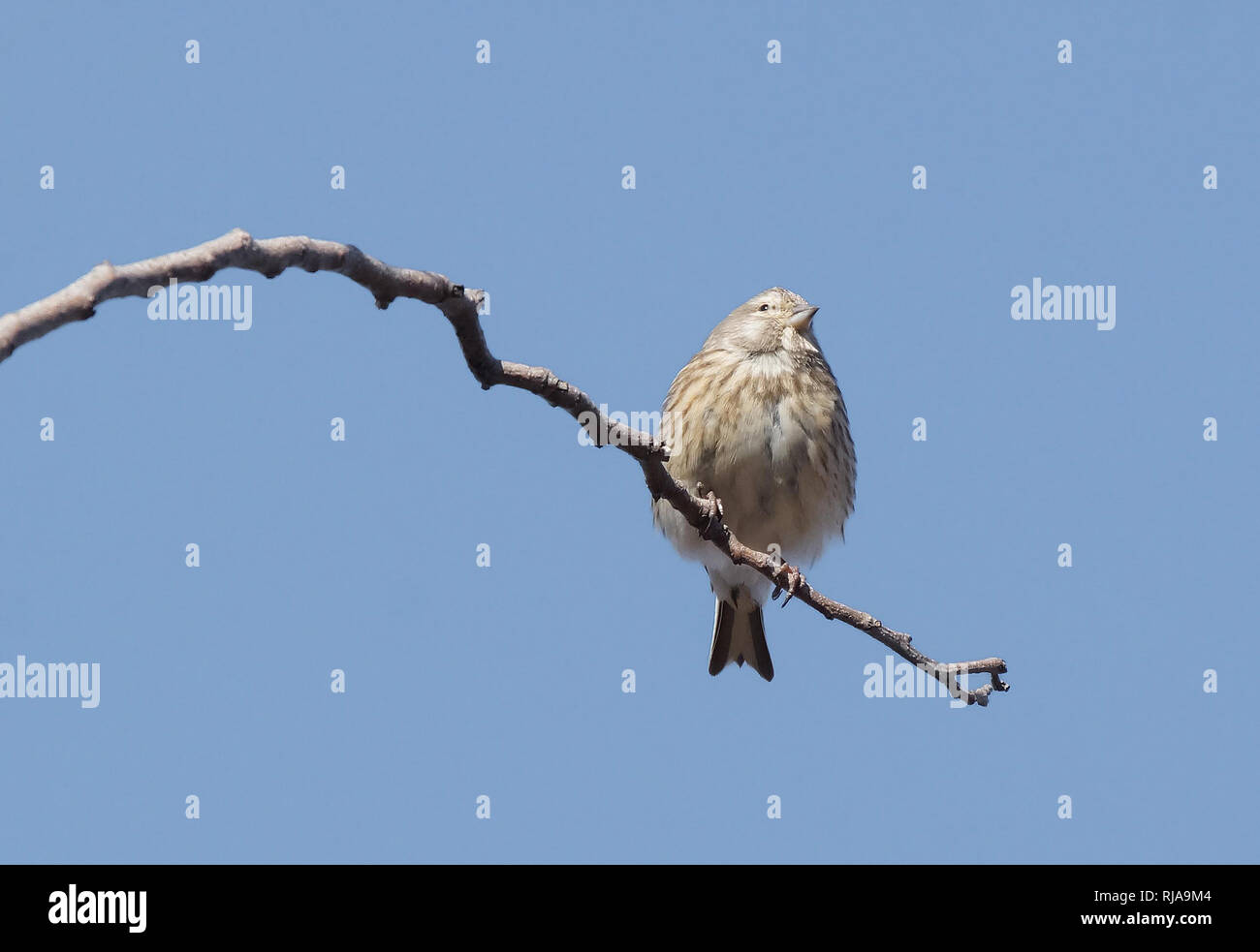 Common linnet male female hi-res stock photography and images - Alamy