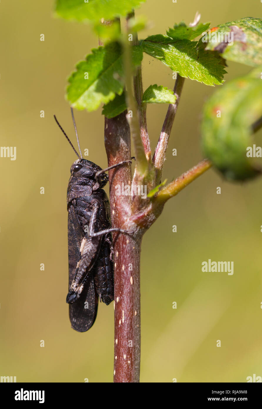 Rattle Grasshopper Psophus Stridulus High Resolution Stock Photography ...