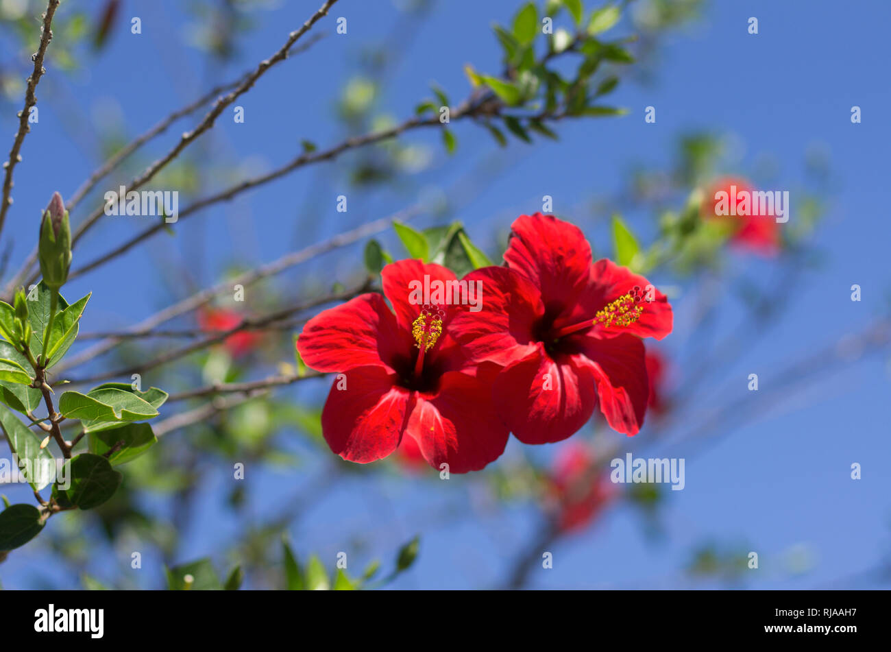 Scarlet color hi-res stock photography and images - Alamy