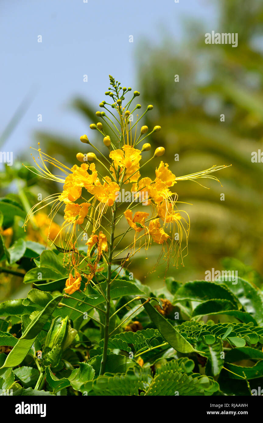 Dwarf Poinciana Latin name Caesalpinia pulcherrima flowers Stock Photo ...