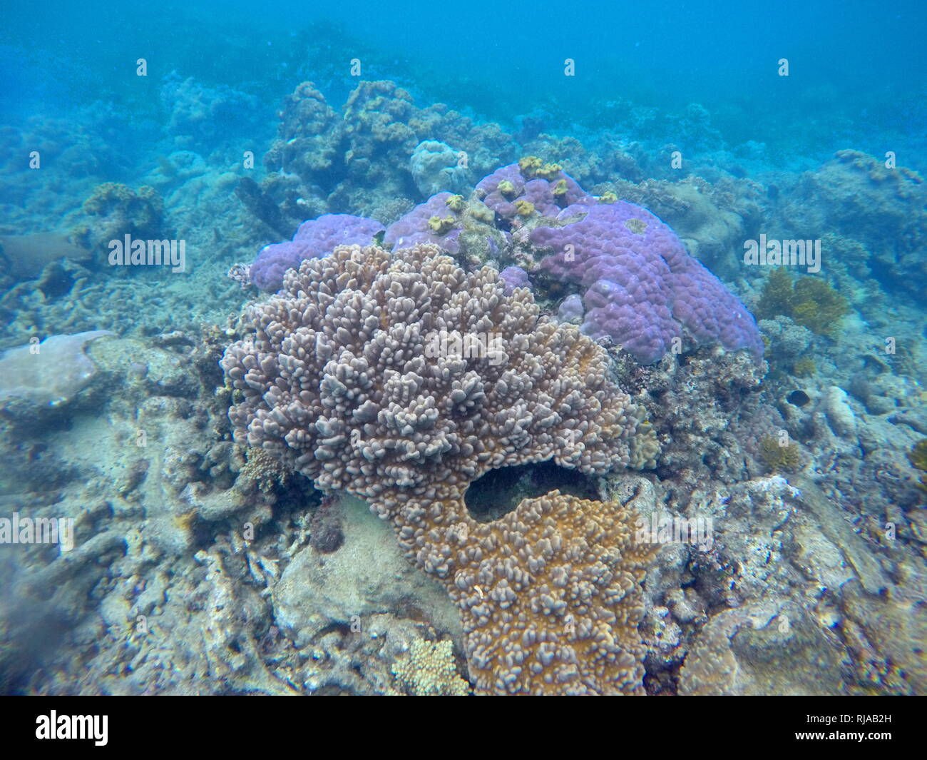 healthy coral, including both hard and soft coral, in the northern ...