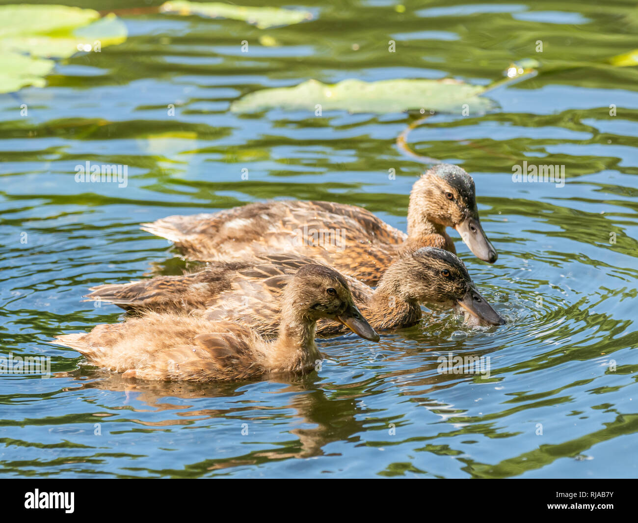 Flying mallard uk flock hi-res stock photography and images - Alamy