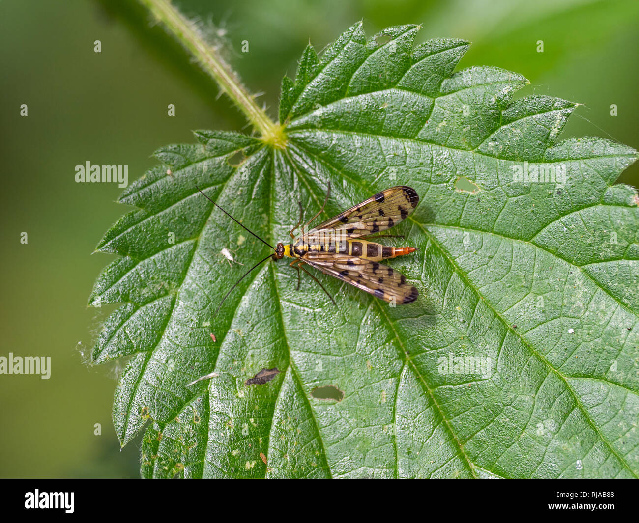 Scorpion Fly - Panorpa communis Stock Photo - Alamy