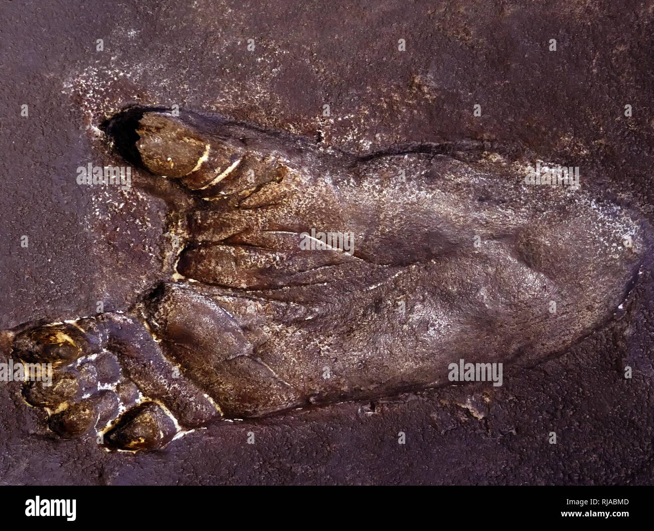 Laetoli is a site in Tanzania, dated to the Plio-Pleistocene and famous ...