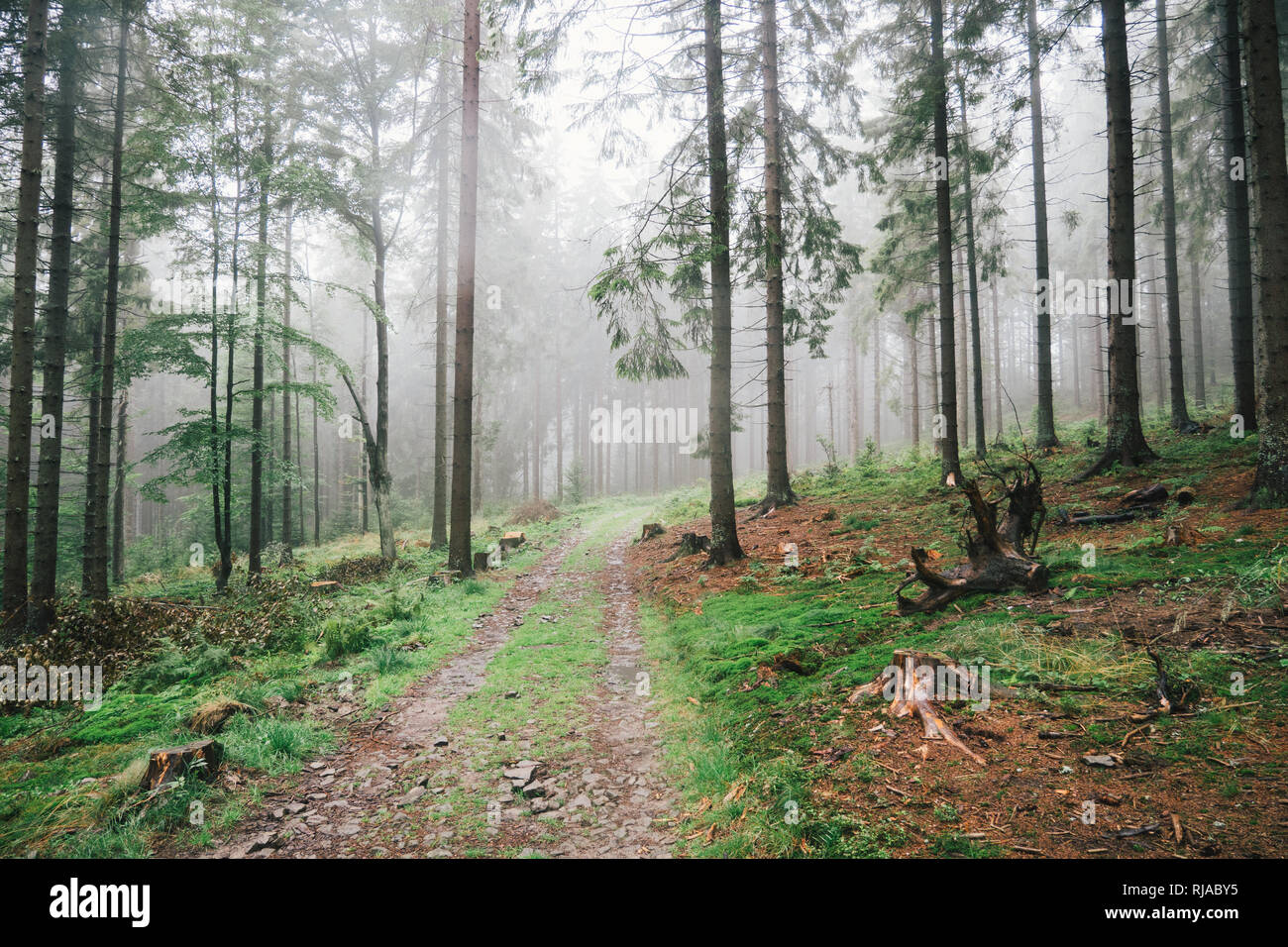 Misty scary forest hi-res stock photography and images - Alamy